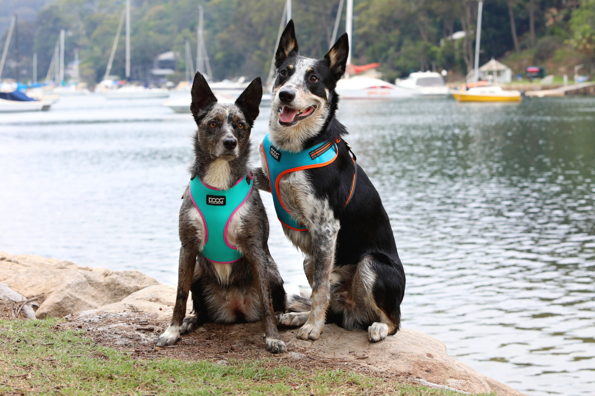 Coming soon to ADMC: Doog! - American Distribution and Manufacturing ...